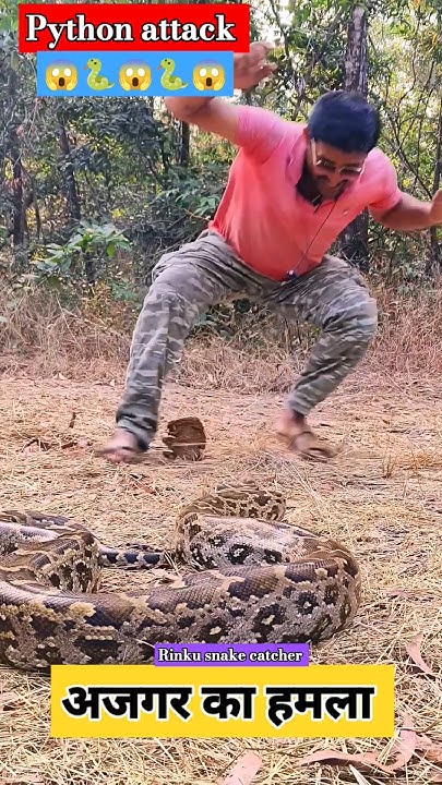python snake attack। अजगर सांप का हमला। snake bite video #shorts # ...