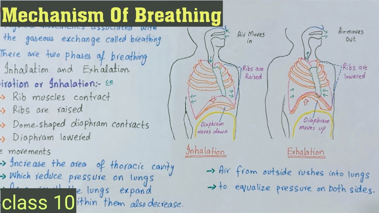Mechanism Of Breathing || Inspiration and Expiration || Class 10 || Lec ...