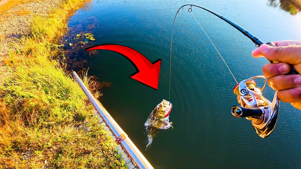 SPILLWAY FISHING for PEACOCK BASS | Tarpon, Largemouth and Peacock Bass ...