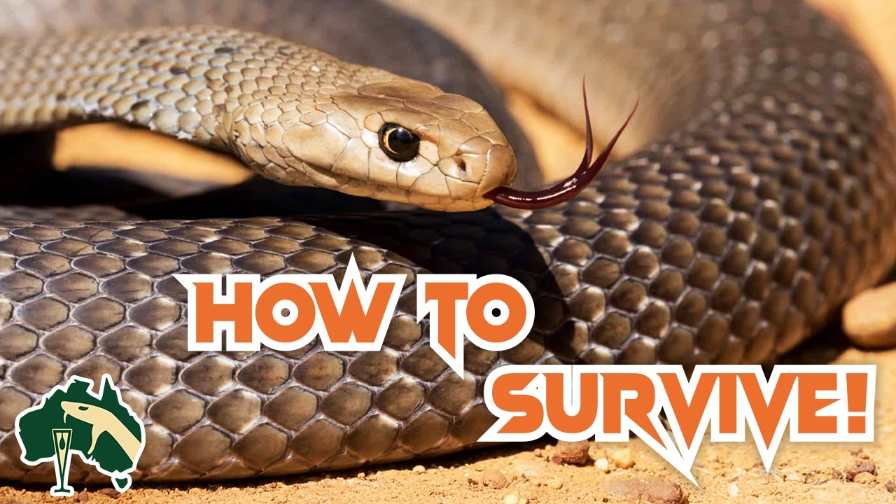 Everything You Need To Know About Venomous Snakes! | Venom Diaries ...