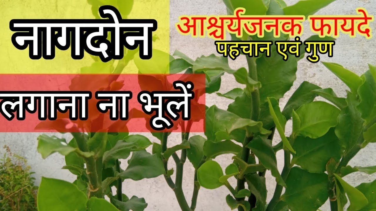 नागदोन plant care & tips / Nagdon plant #plantcare #plantcare #viral # ...