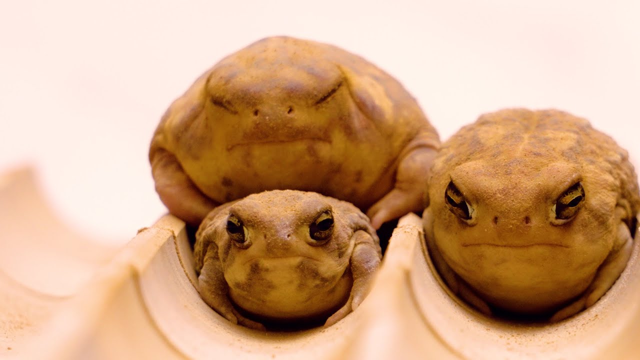 A nest of potato fairies. The small Round Frog hides under the larger ...