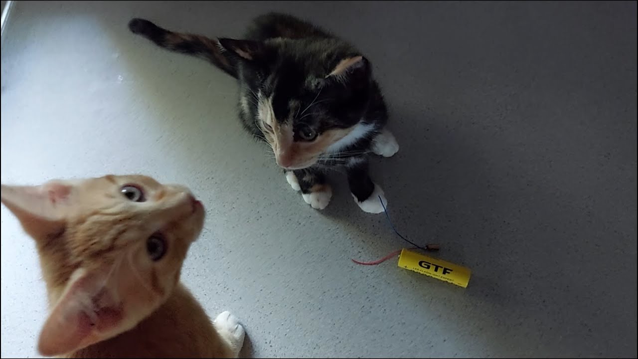 Remote control kitty cat - YouTube