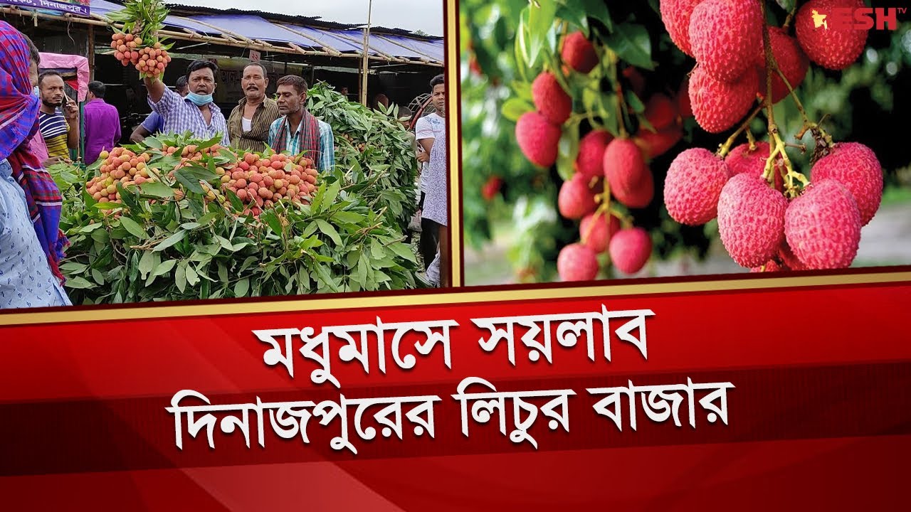 মধুমাসে সয়লাব দিনাজপুরের লিচুর বাজার | Dinajpur Lichu Bazar | Lichu ...