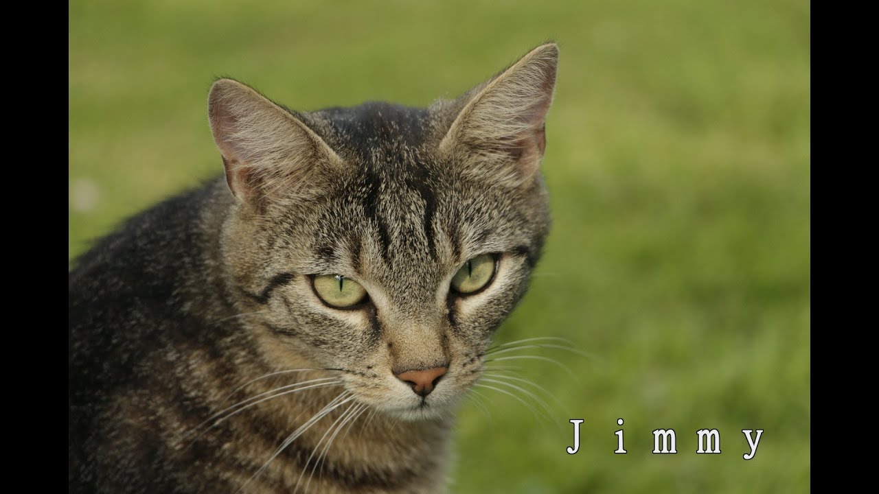 The Cat Jimmy Slideshow - YouTube