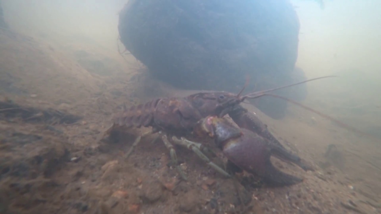 Crayfish in Waterloo, Indiana - YouTube
