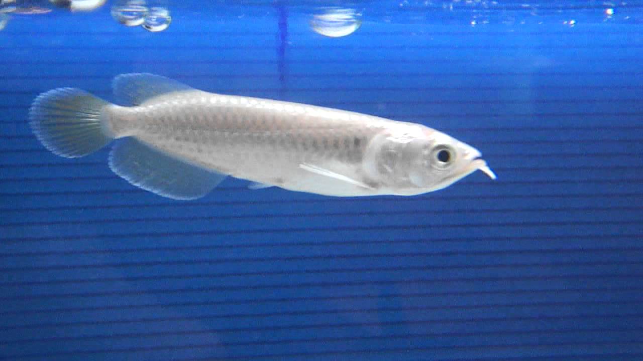 Rare Platinium Pearl arowana - YouTube