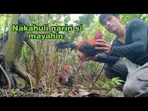 Unang huli ni mayahin ngayong season ,kahit dipa sangkap napalaban nya ...