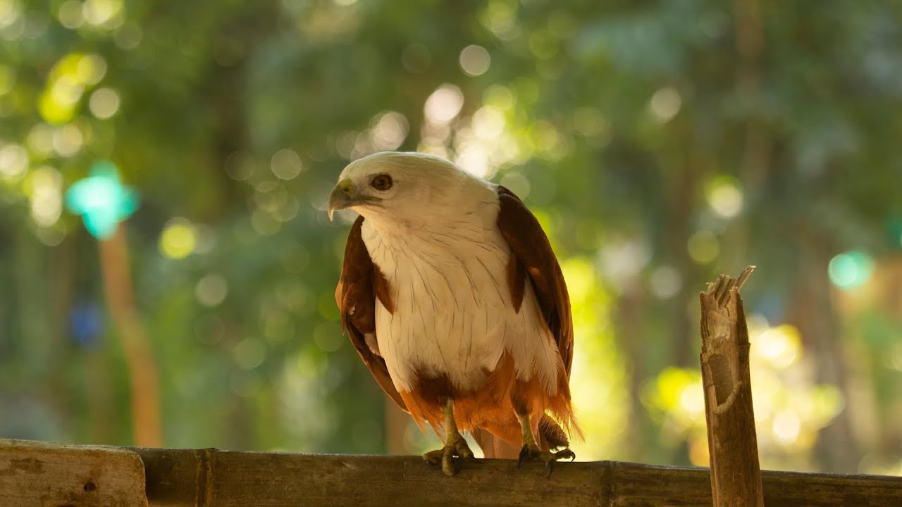 This Adorable Eagle won't eat unless... | TWA Gunung Tunak - YouTube