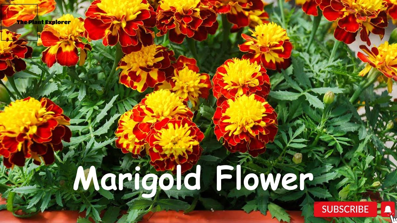 Unveiling the Vibrant Beauty and Meaning of Marigold Flowers 🌼 - YouTube