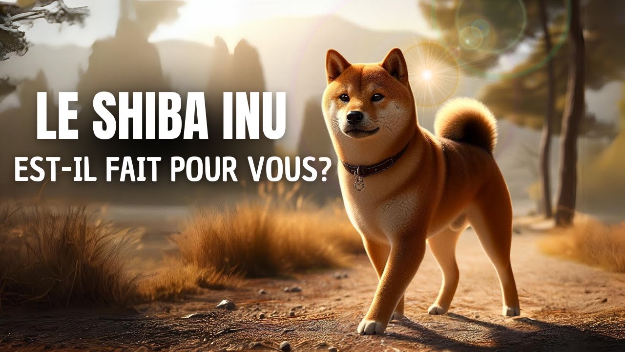 Tout savoir sur le SHIBA INU (caractère, éducation, congénères, santé ...