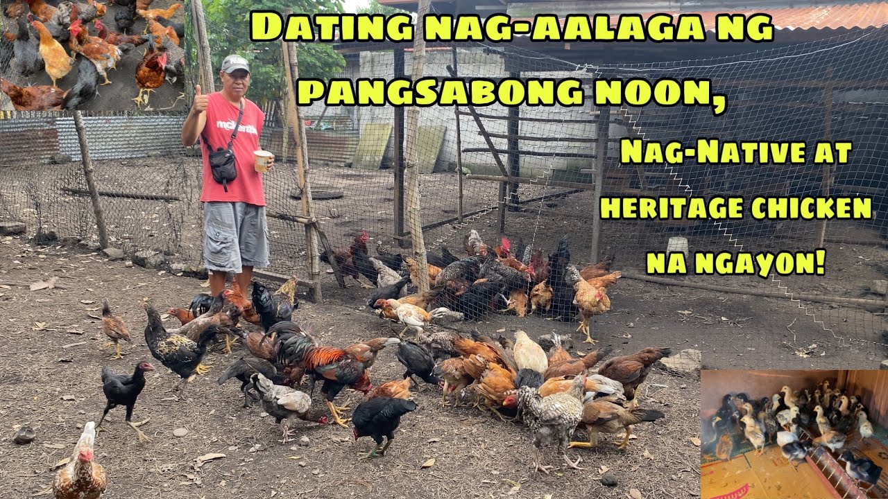 NAG-AALAGA NG PANGSABONG NOON, NAGLIPAT NA NG NATIVE AT HERITAGE ...