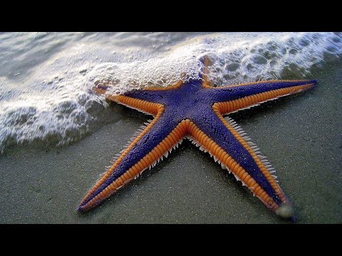 Facts: The Royal Starfish - YouTube
