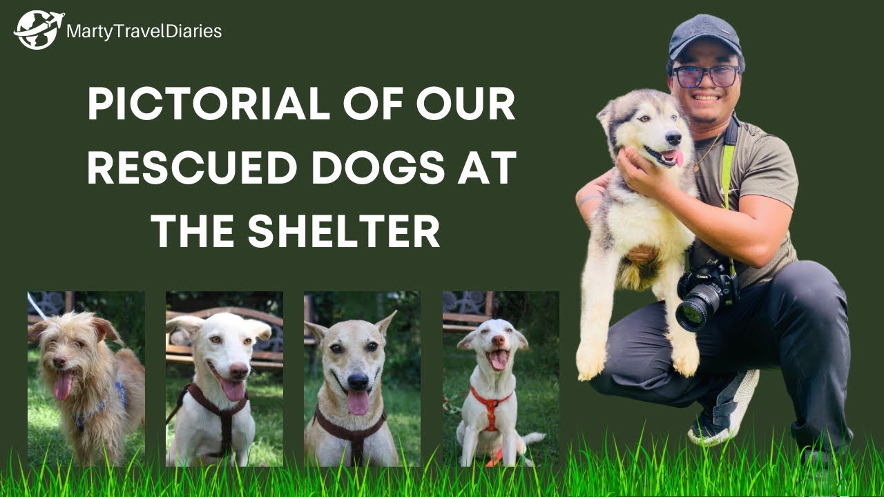 Photoshoot of our Rescued dogs At the shelter | Survivor of dog meat ...