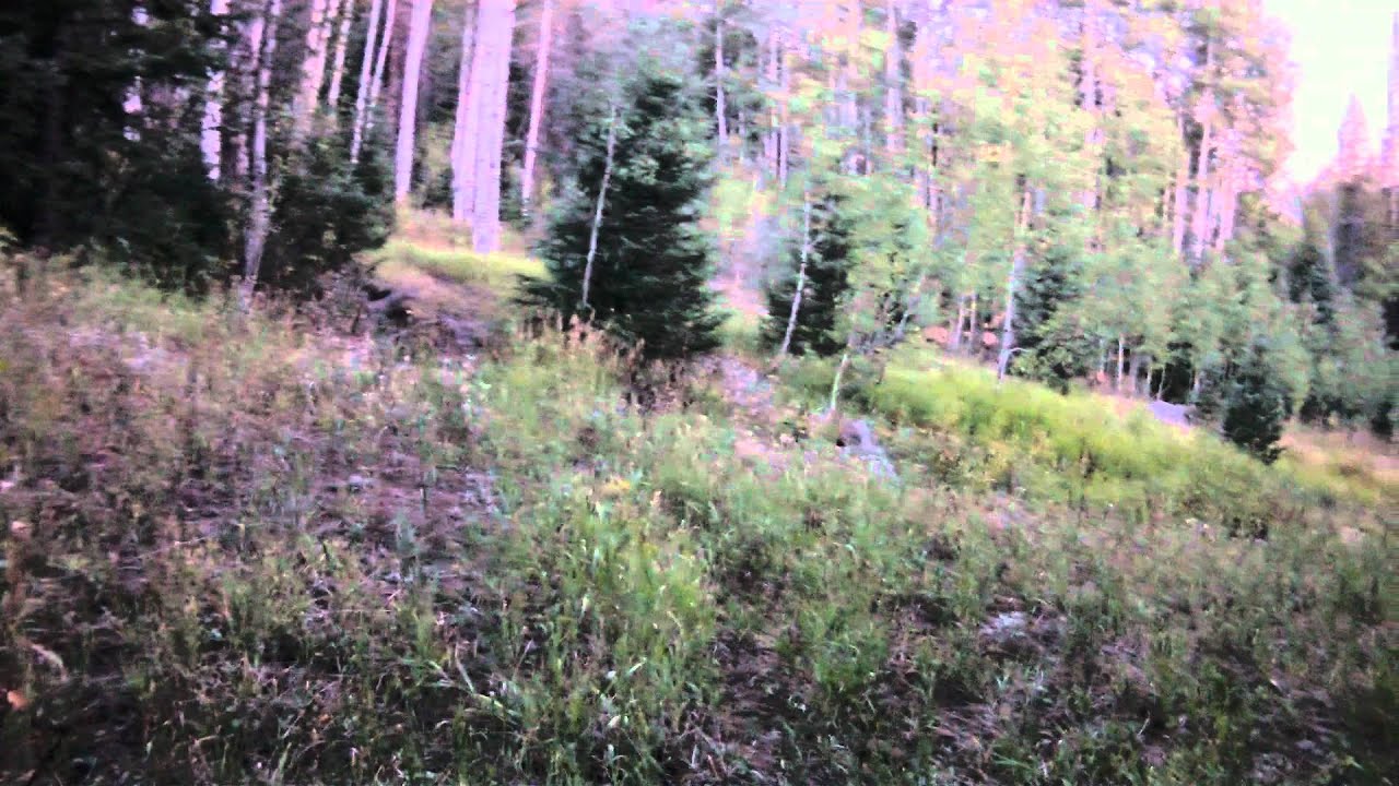 4 Cows & 2 Spikes - YouTube