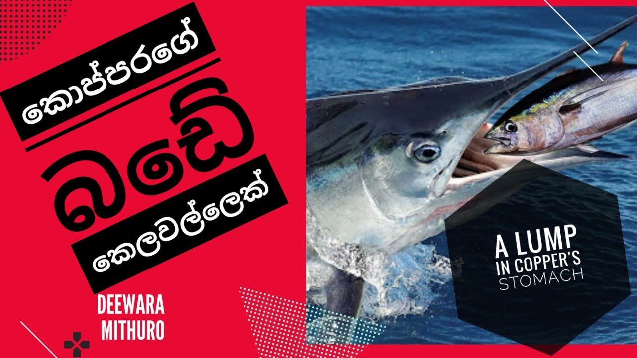 Kelawalla Fish Standing In The Stomatch Of the Koppara Fish - YouTube