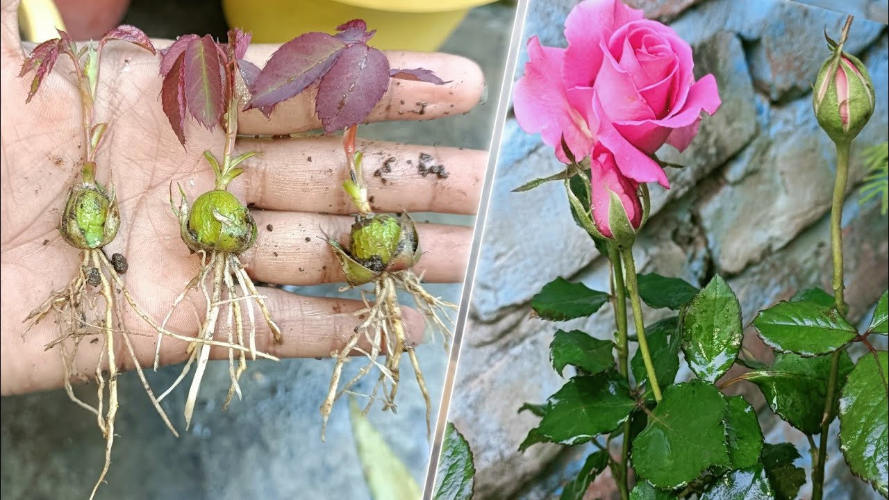 The method of growing pink roses // Home Garden Tips - YouTube