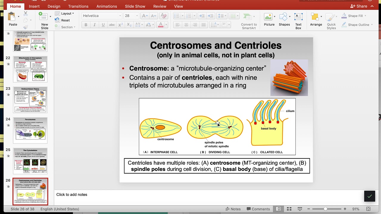 Cells and Membrane Transport REVIEW - YouTube