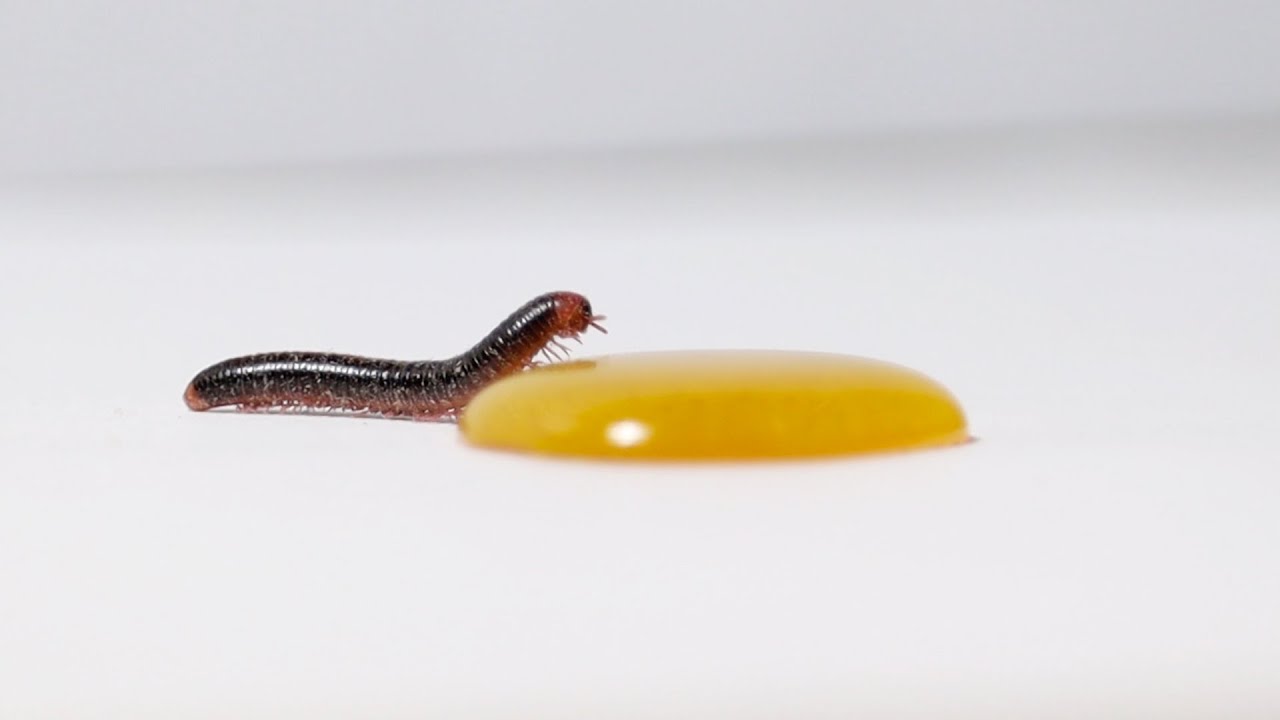 Baby Millipede Reviews Honey | Mini Foodie Ep-02 - YouTube