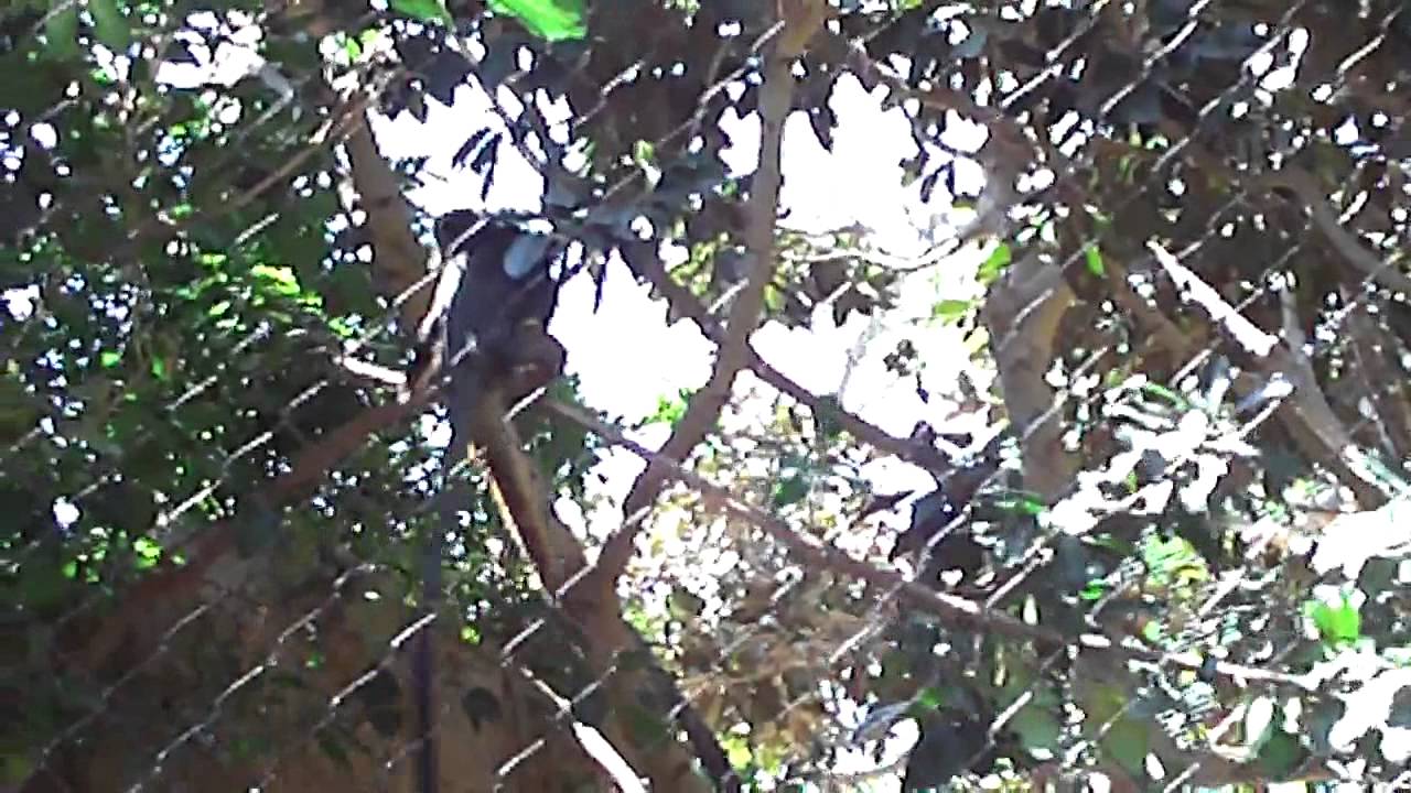 Monkey bully wises up when mom's watching - YouTube