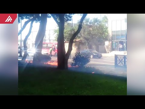 Bakının mərkəzində ağac naməlum səbəbdən alışıb