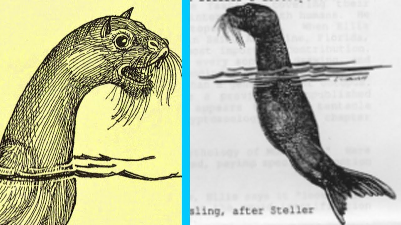 The Mystery of Steller's Sea Ape - YouTube