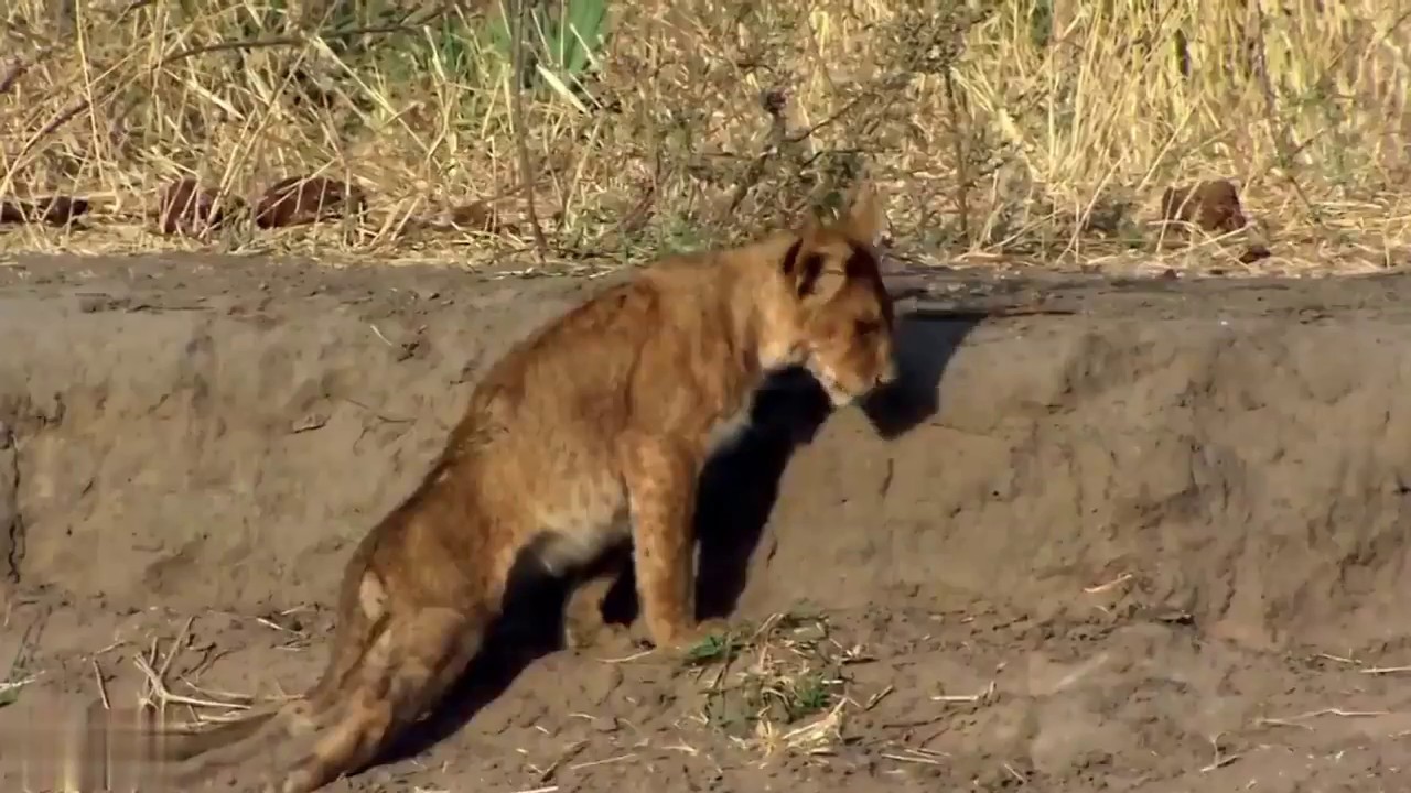 Mother Lion Try To Help Her Paralyzed Cub Find Food - Heartbreaking ...