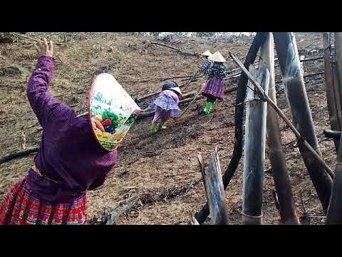 peb hmb lub neeg mus ua teb hnub no peb mus cog nplej kho siab tg2 ( nkj kho siab ) 26/5/2023 ...