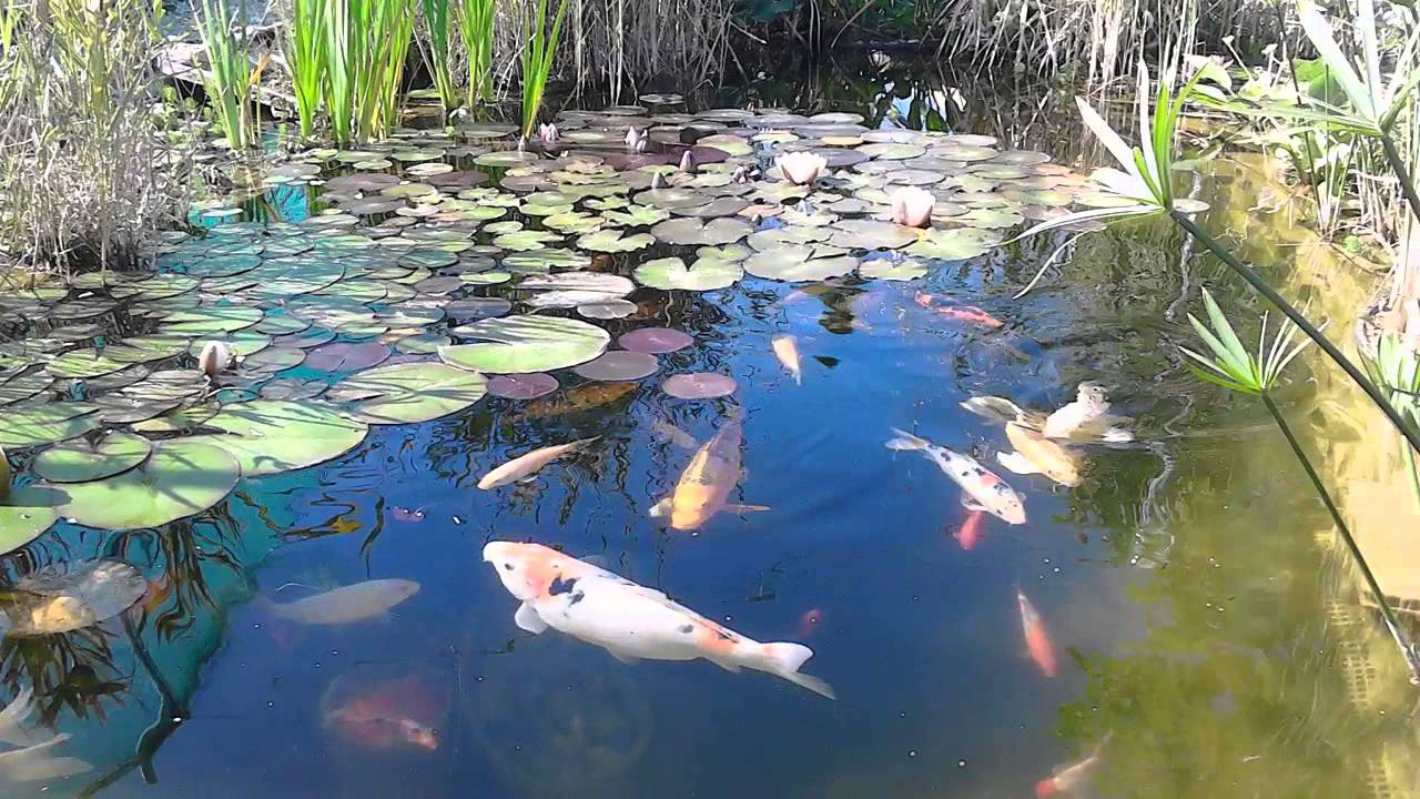 Estanque mayo2015 - YouTube