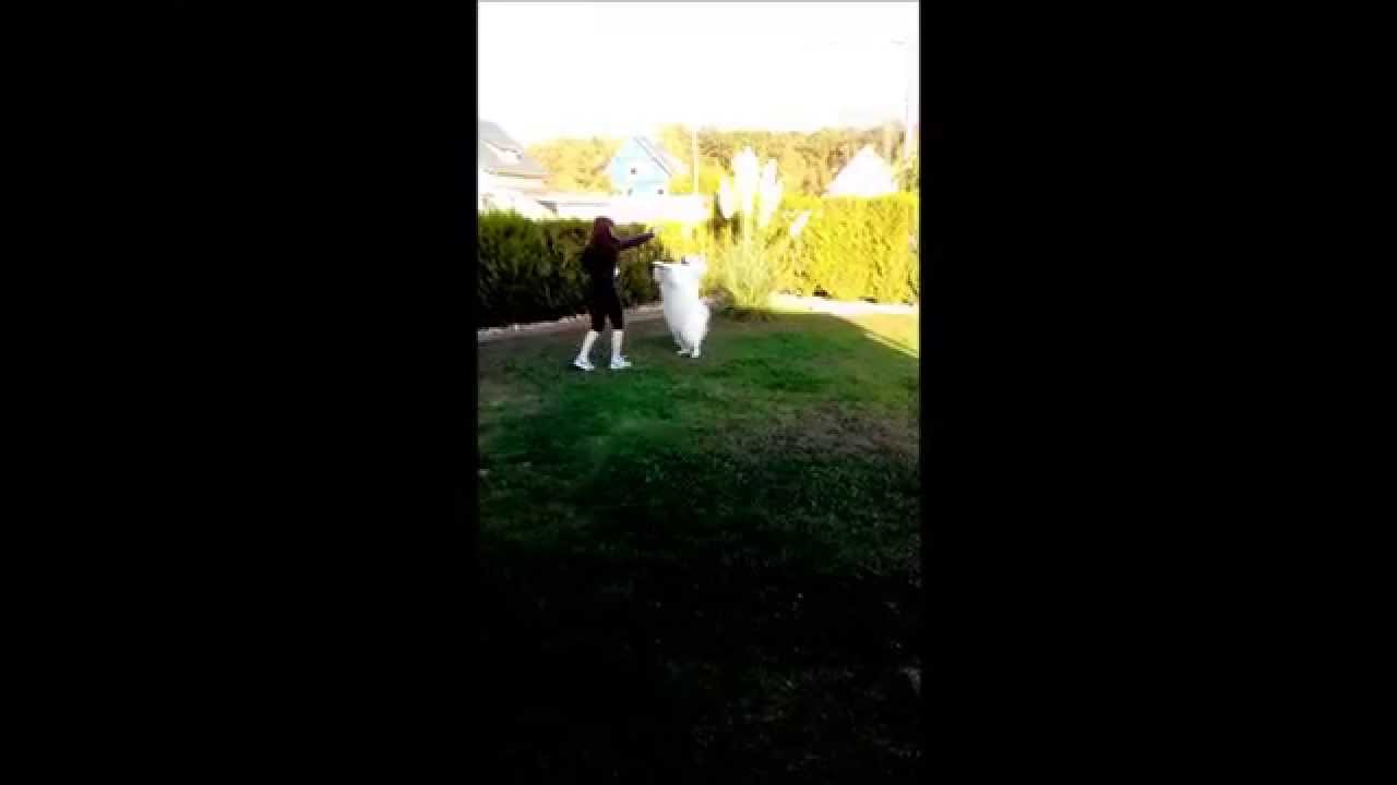 Samoyed's Tricks - Marche sur 2 pattes et slalom - Starring Hayka - YouTube