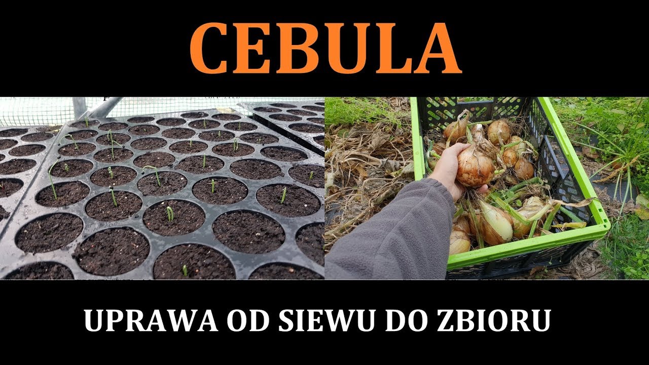 CEBULA - Siew, Zbiór - UPRAWA - YouTube