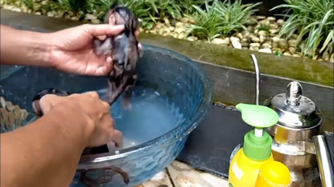BABY MONKEY BATH IN THE BATHTUB | Lovely Animals - YouTube