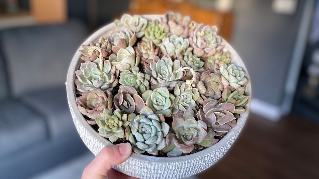😍 Gorgeous Succulent Arrangement, Plant with Me a Kit From Next ...