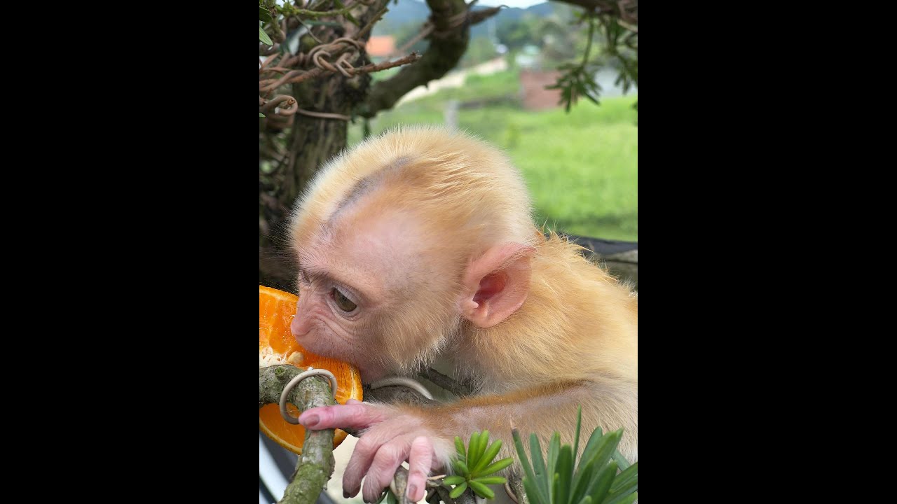 Monkey laika: Play around the garden with Monkey Li - YouTube