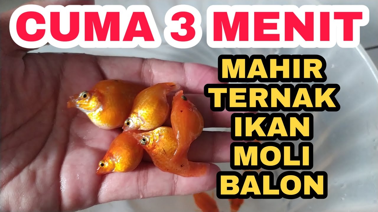 cara ternak ikan moli balon orange - YouTube