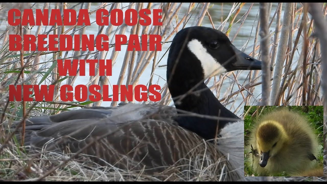 Canada Goose Breeding Pair and their New Goslings - YouTube