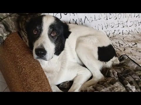Самара и компания выздоравливающих. Samara & other dogs. - YouTube