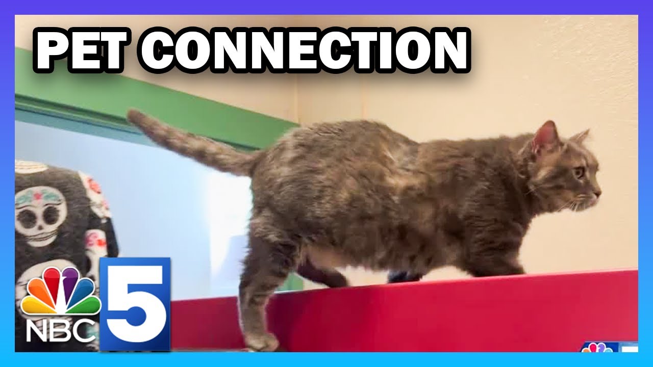 Pet Connection: June 27, 2024 - YouTube