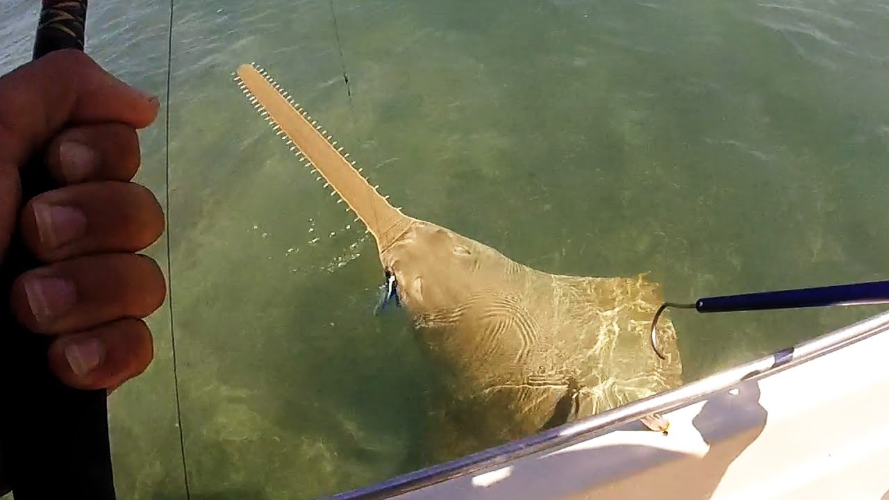 Sawfish caught in the Florida Keys - YouTube