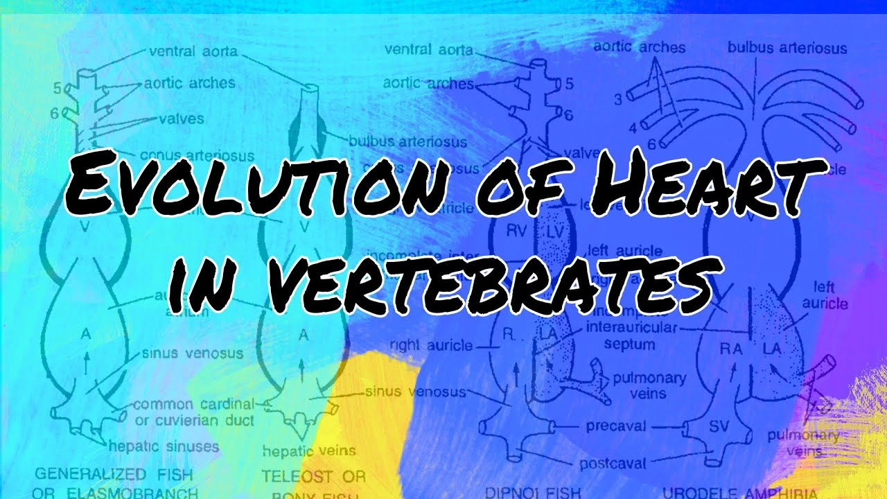Comparative Anatomy Of Heart Evolution Of Heart In Vertebrates In comparative-anatomy-of-heart-evolution-of-heart-in-vertebrates-in
