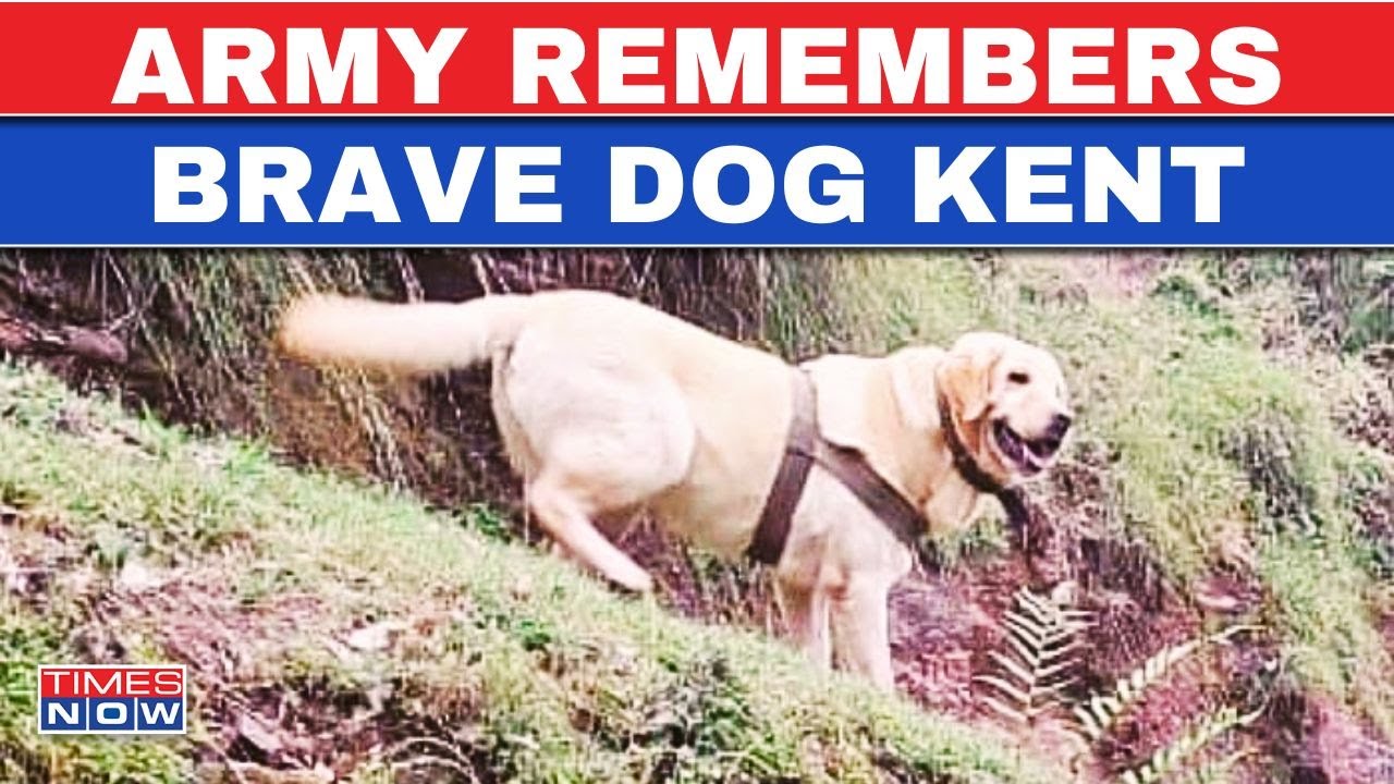Jammu Kashmir News Live: Army Labrador Dog Kent Makes Sacrifice While ...