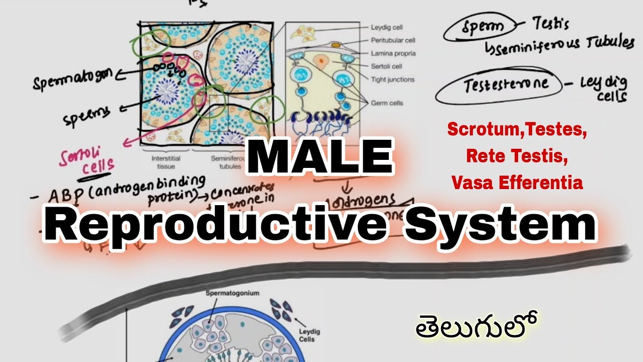 Male Reproductive System in Telugu Part 1|| Scrotum, Testes, Rete ...