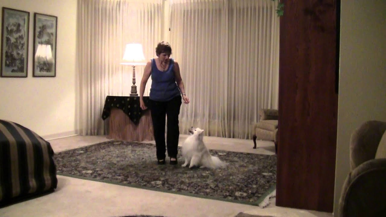 Line Dancing Dog Boot Scootin Boogie American Eskimo - YouTube