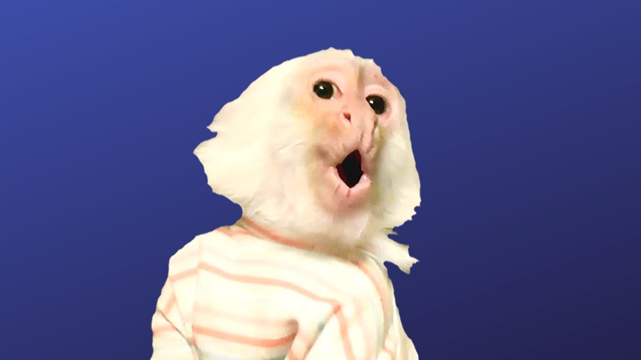 Pet Monkey Wake Up Call | Monkeys at Home - YouTube