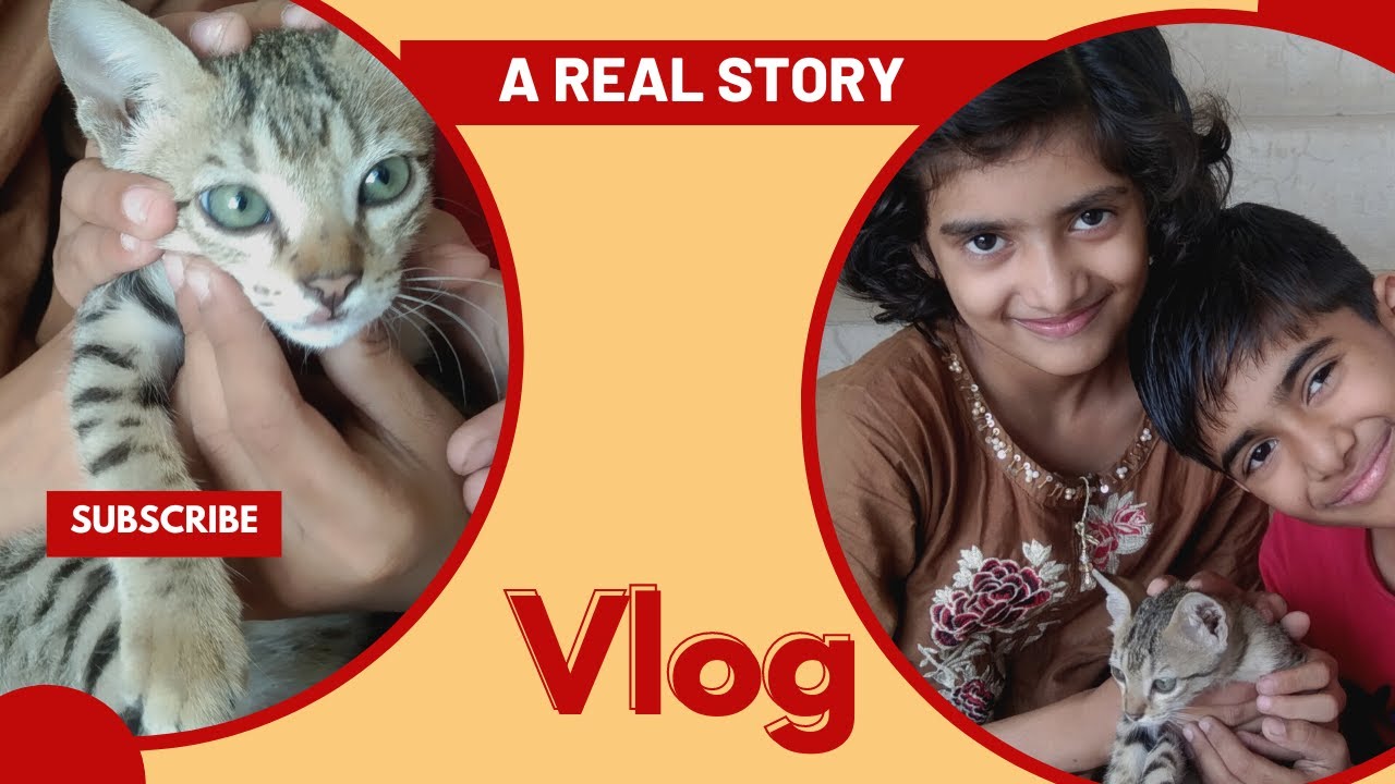 Cat Vlog || A R real story of a Kitten || Animals Care - YouTube