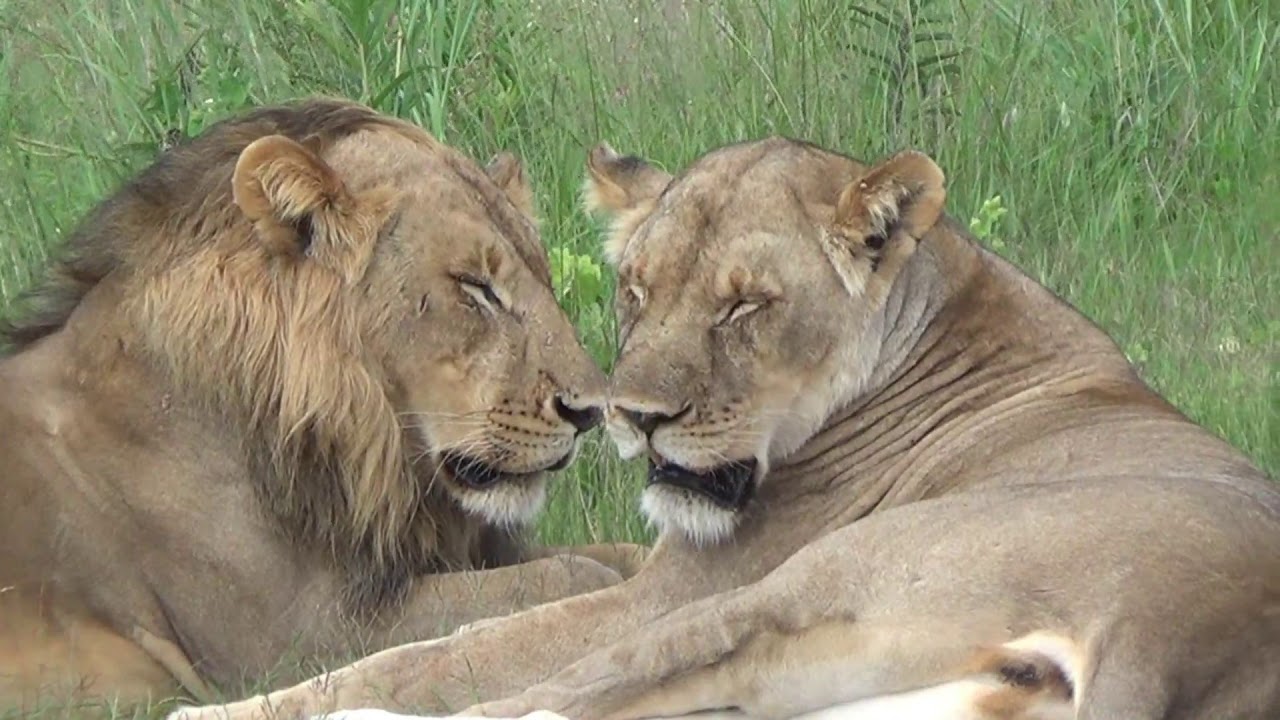 Safari encounters Hwange 2019 Part 1 - YouTube