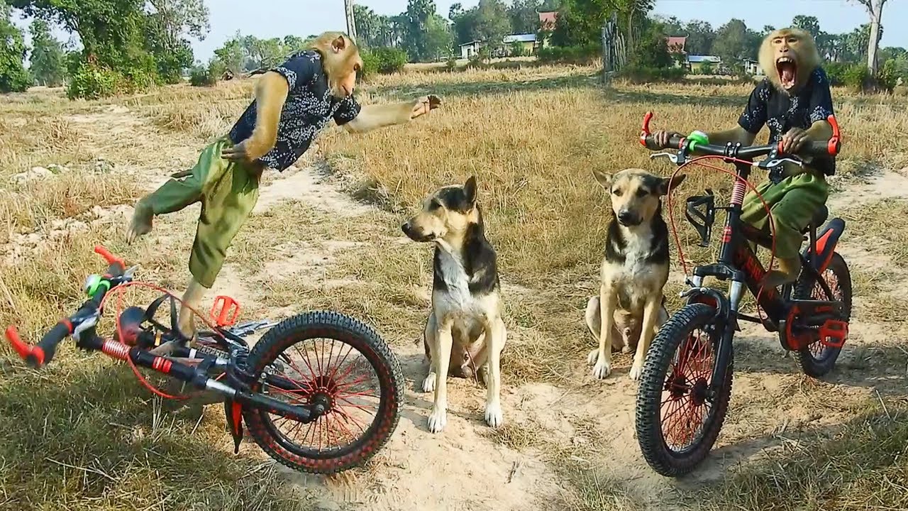Be Careful ! SokYaa Never Give Up, Animals Practice Ridding At Field ...