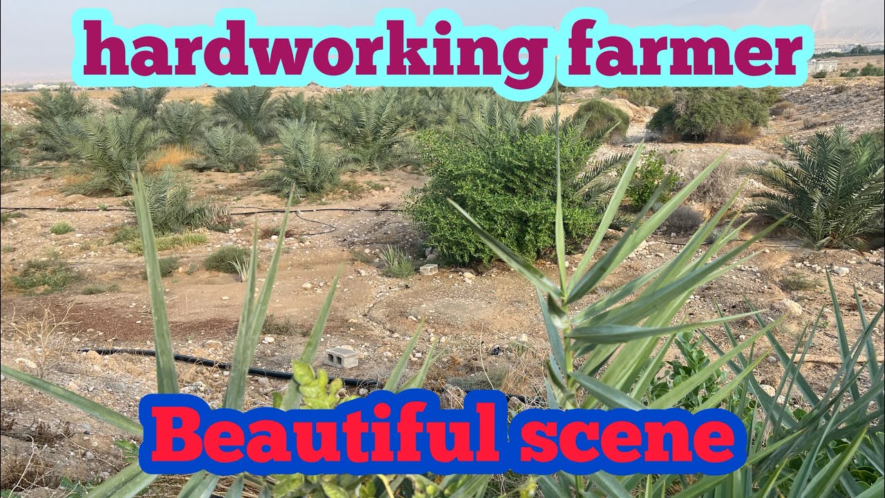 #shorts A farmer planting and a lush garden - YouTube