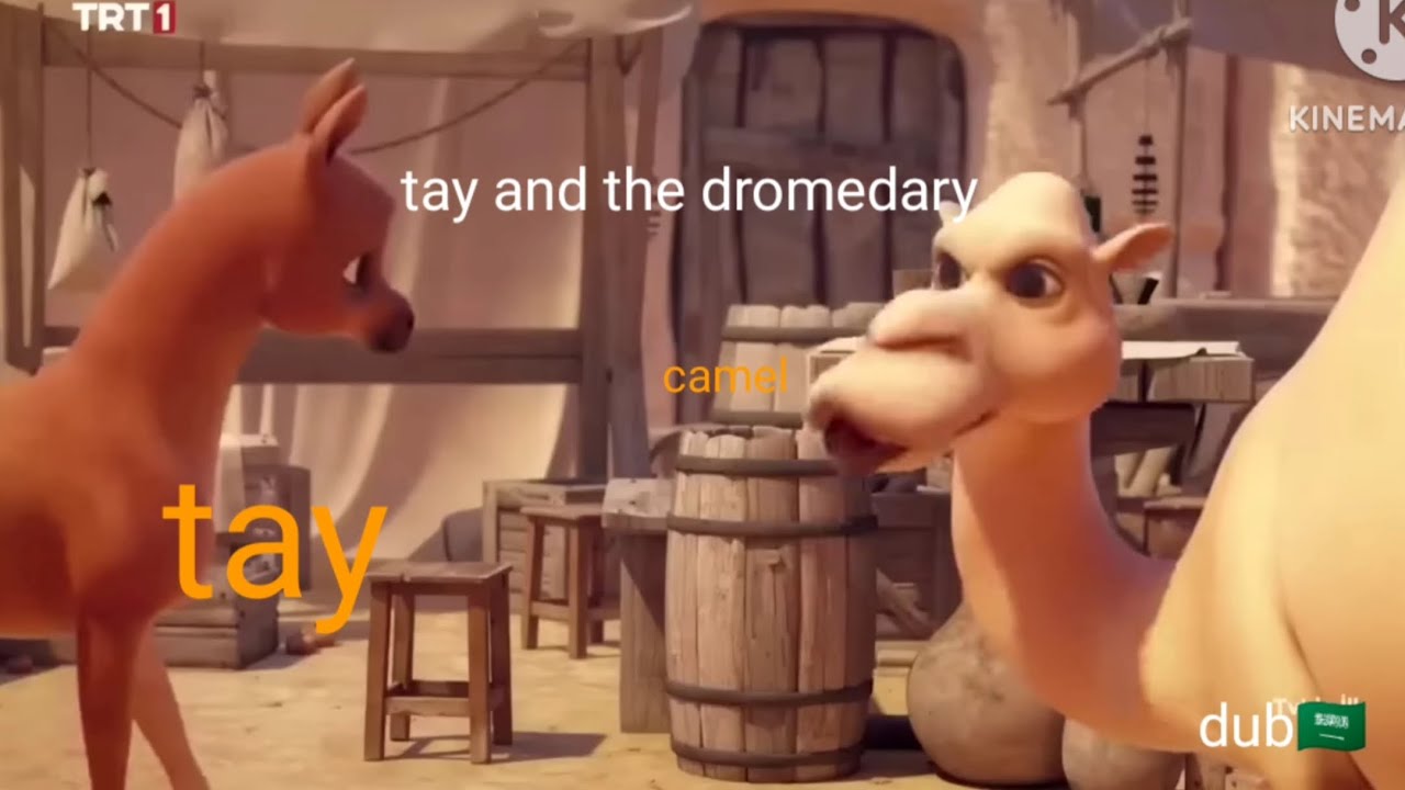 Tay the horse movie Tay and the dromedary camel - YouTube