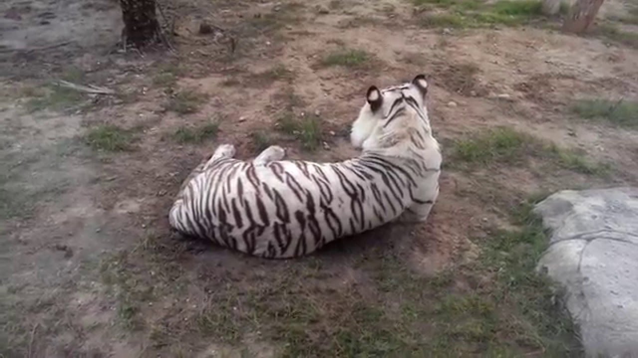 Siberian Tiger / Emirates Park Zoo (Abu Dhabi, UAE) - YouTube
